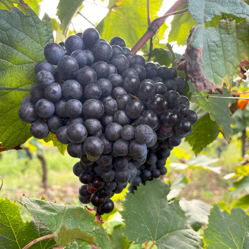 マルベックとは？｜品種や香り、味わいの特徴は？黒ワインと呼ばれるほどの濃い赤ワインはこの品種から – オーガニックワイン専門店マヴィ